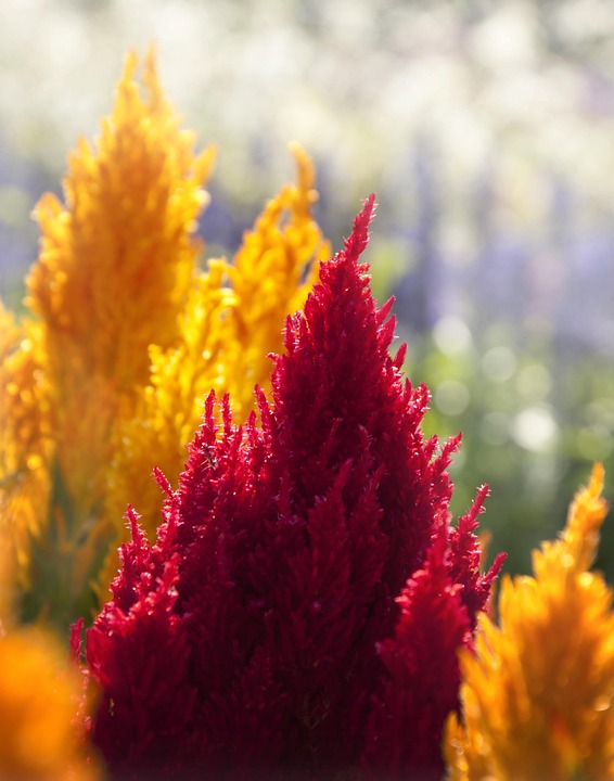 Celosia Hahnenkamm Blüte - Kostenloses Foto auf Pixabay - Pixabay