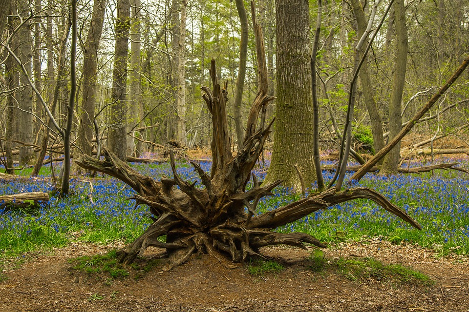 Root Trees Jar - Free photo on Pixabay - Pixabay
