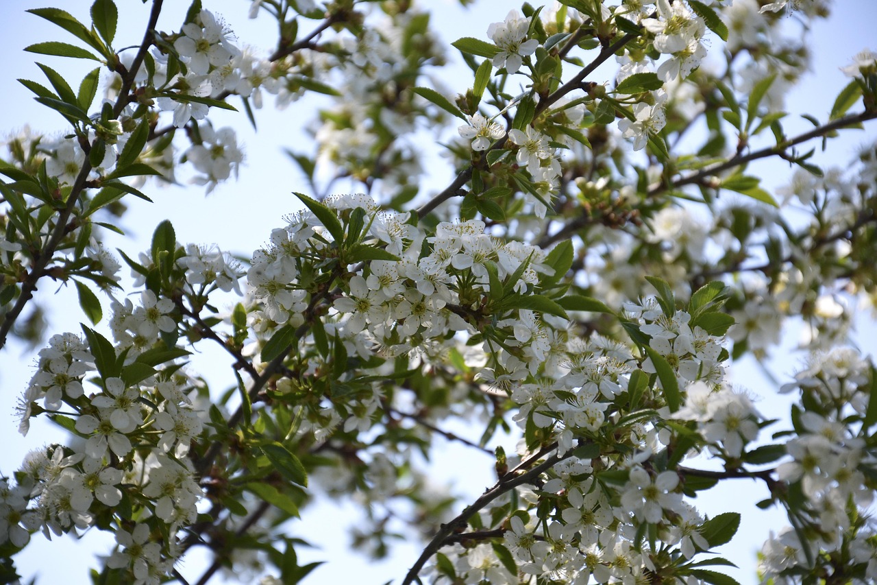 Flores De Cerezo Primavera Casa - Foto gratis en Pixabay - Pixabay