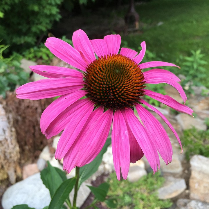 Cone Flower Plant - Free photo on Pixabay