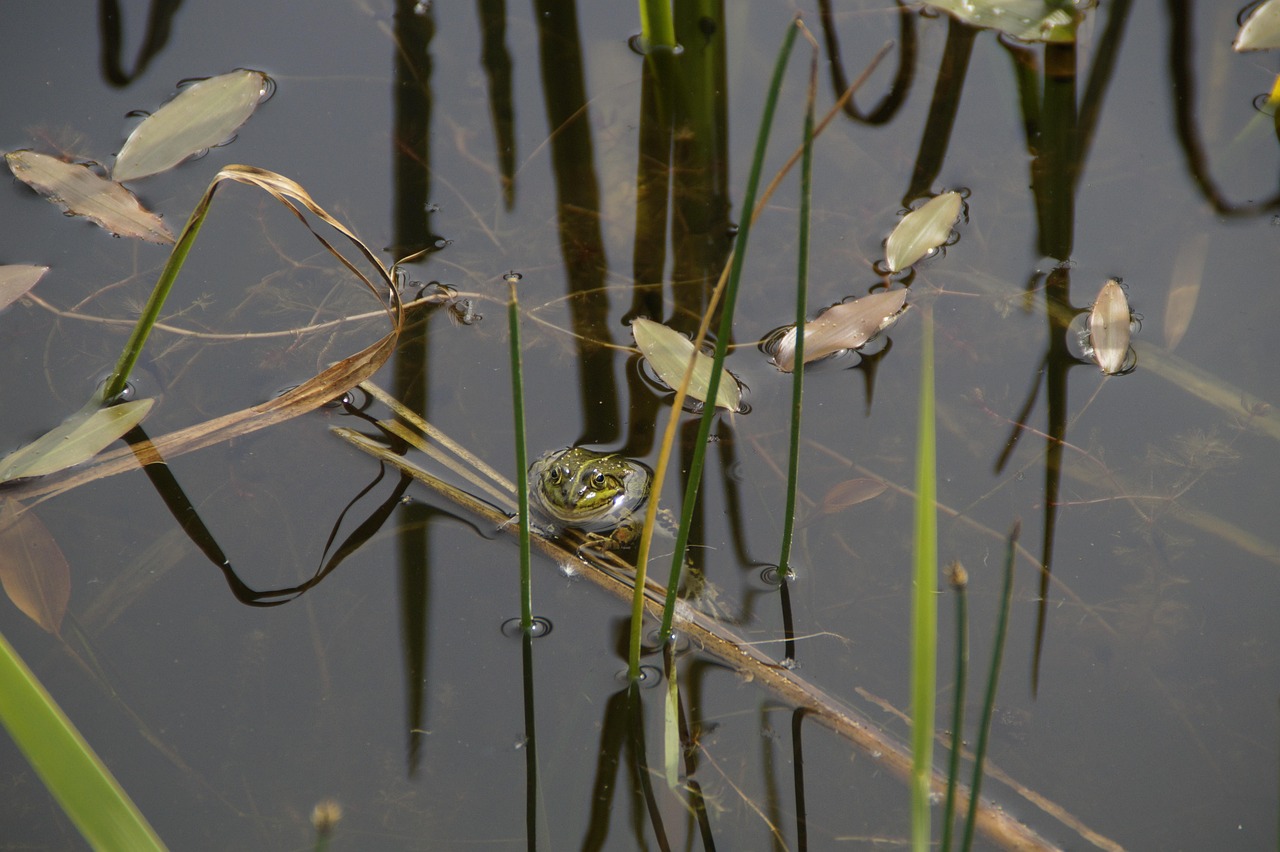 Frog Habitat Mud - Free photo on Pixabay - Pixabay