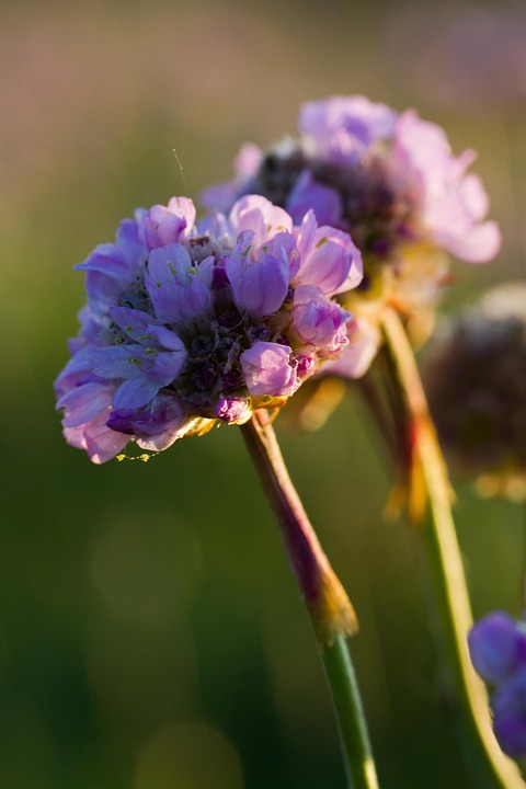 Nature Beach Carnation - Free photo on Pixabay