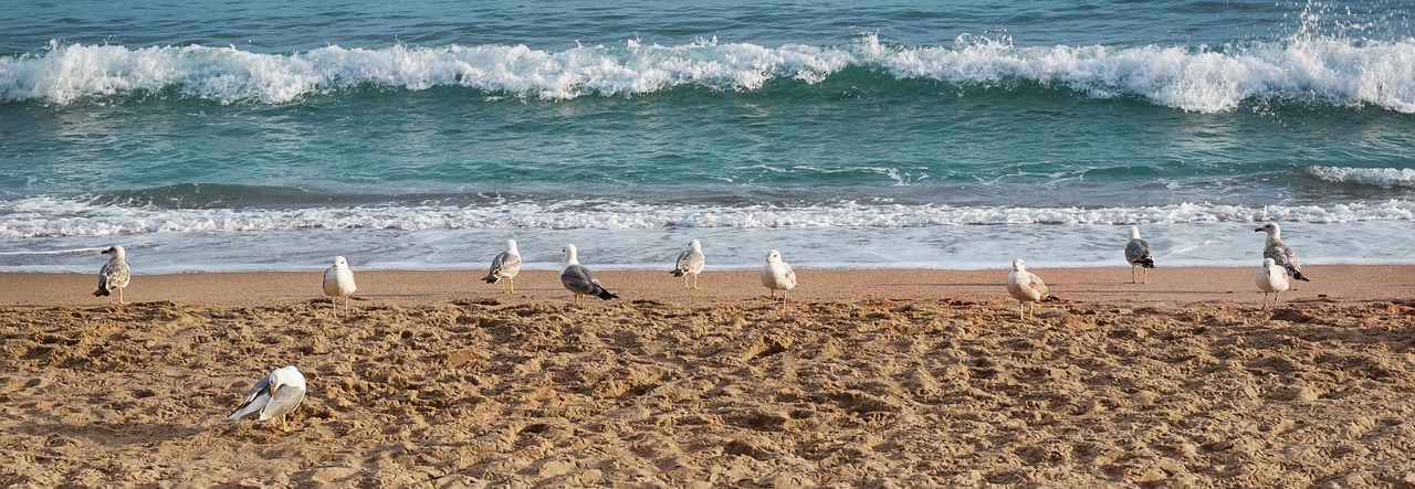 Seagulls Sea Landscape - Free photo on Pixabay - Pixabay