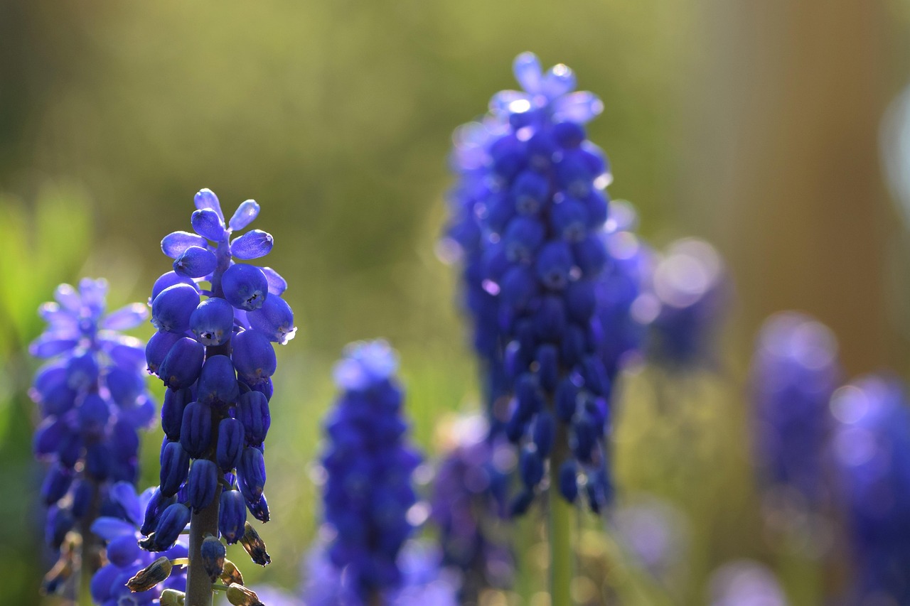 Fleur Jacinthes De Raisin Macro - Photo gratuite sur Pixabay - Pixabay