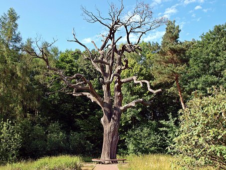 20+ kostenlose Eichenbaum und Eiche-Bilder - Pixabay