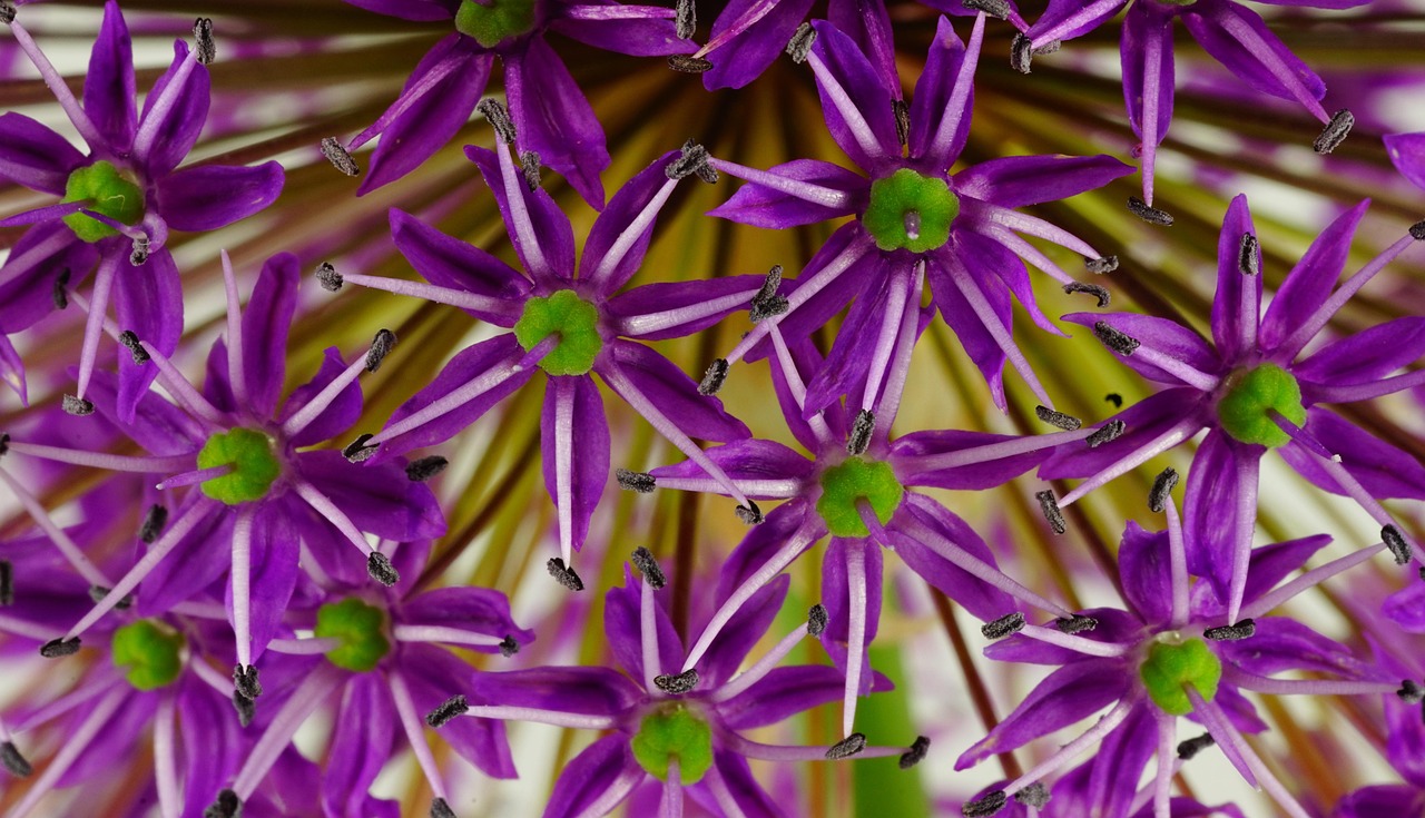 Ornamental Onion Flower Blossoms - Free photo on Pixabay - Pixabay