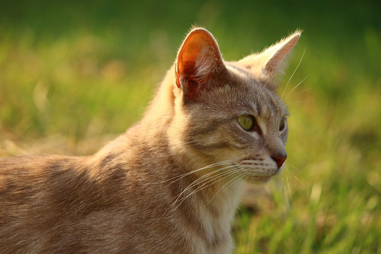 Cat Kitten Puss - Free photo on Pixabay