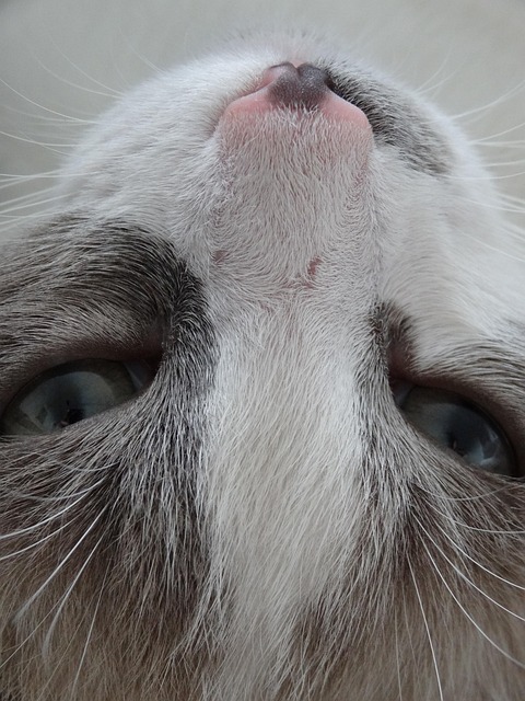 Gato Cabello Beige Cabeza De - Foto gratis en Pixabay - Pixabay