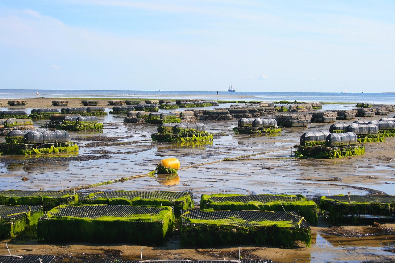 Oyster Farm Shellfish Fis - Free photo on Pixabay - Pixabay