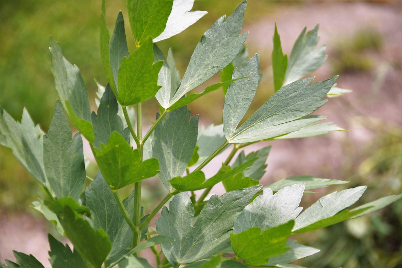 Lovage Levisticum Herb - Free photo on Pixabay - Pixabay