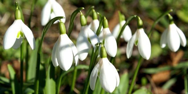 Snowbells Spring Flower - Free photo on Pixabay - Pixabay
