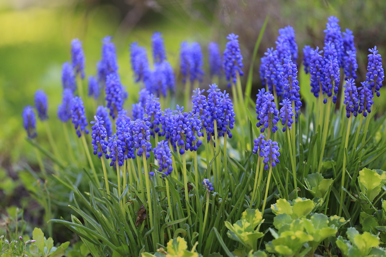 Summer Flowers Live Photo - Free photo on Pixabay - Pixabay