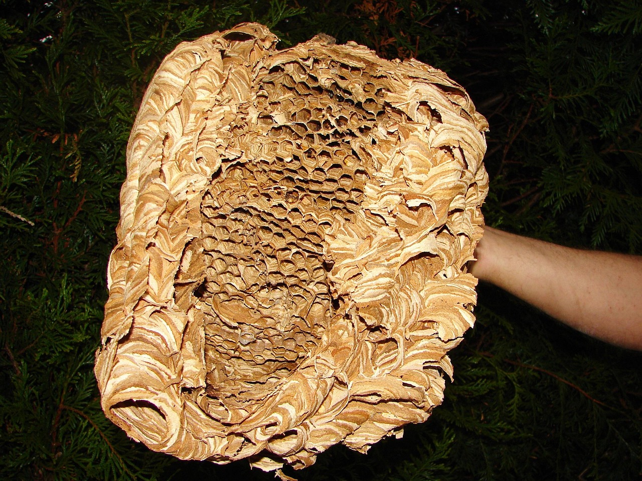 90+ Free Hornet'S Nest & Nest Images - Pixabay