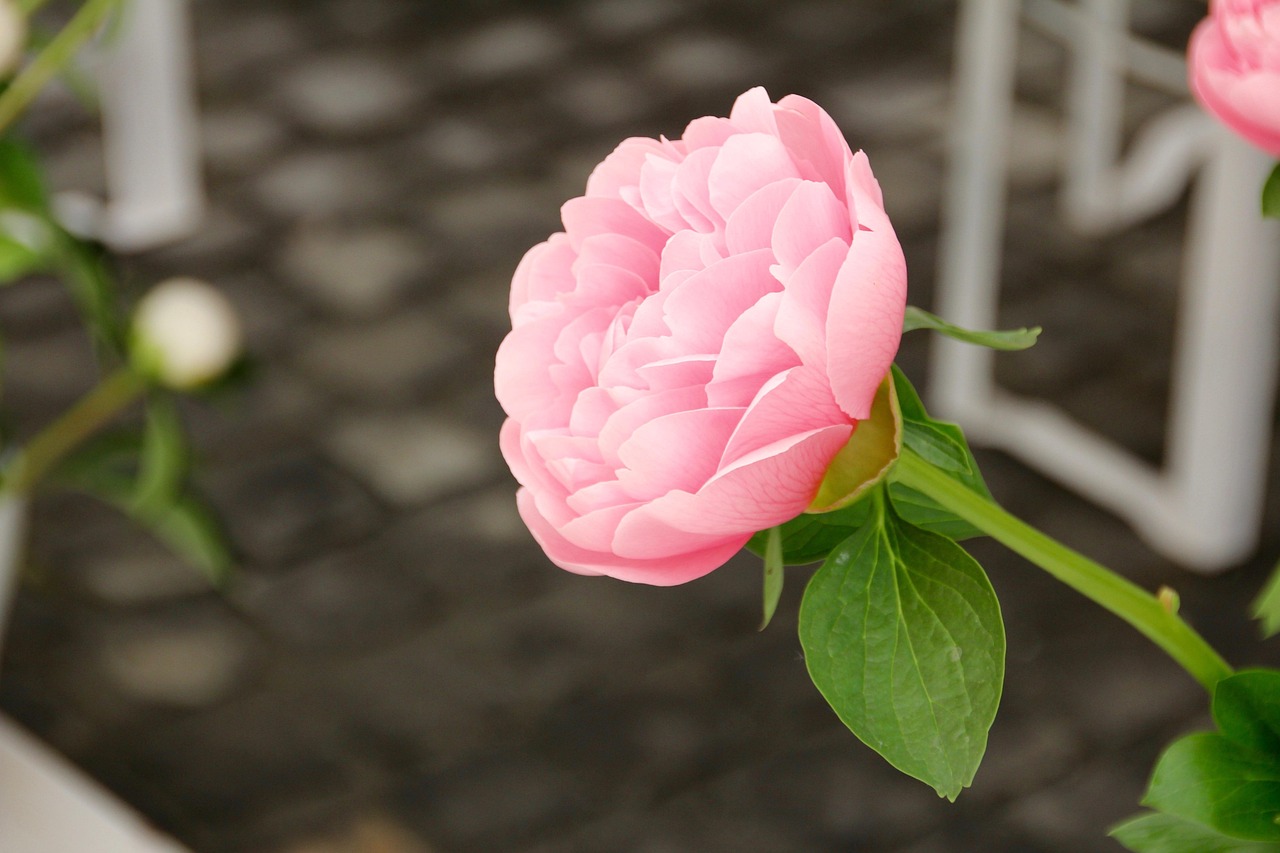 Rose Ouverte Anglaise - Photo gratuite sur Pixabay - Pixabay
