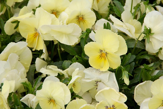 Pansy Yellow Garden - Free photo on Pixabay - Pixabay