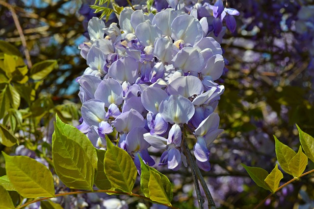 Lluvia Azul Glicina Flores Azules - Foto gratis en Pixabay - Pixabay