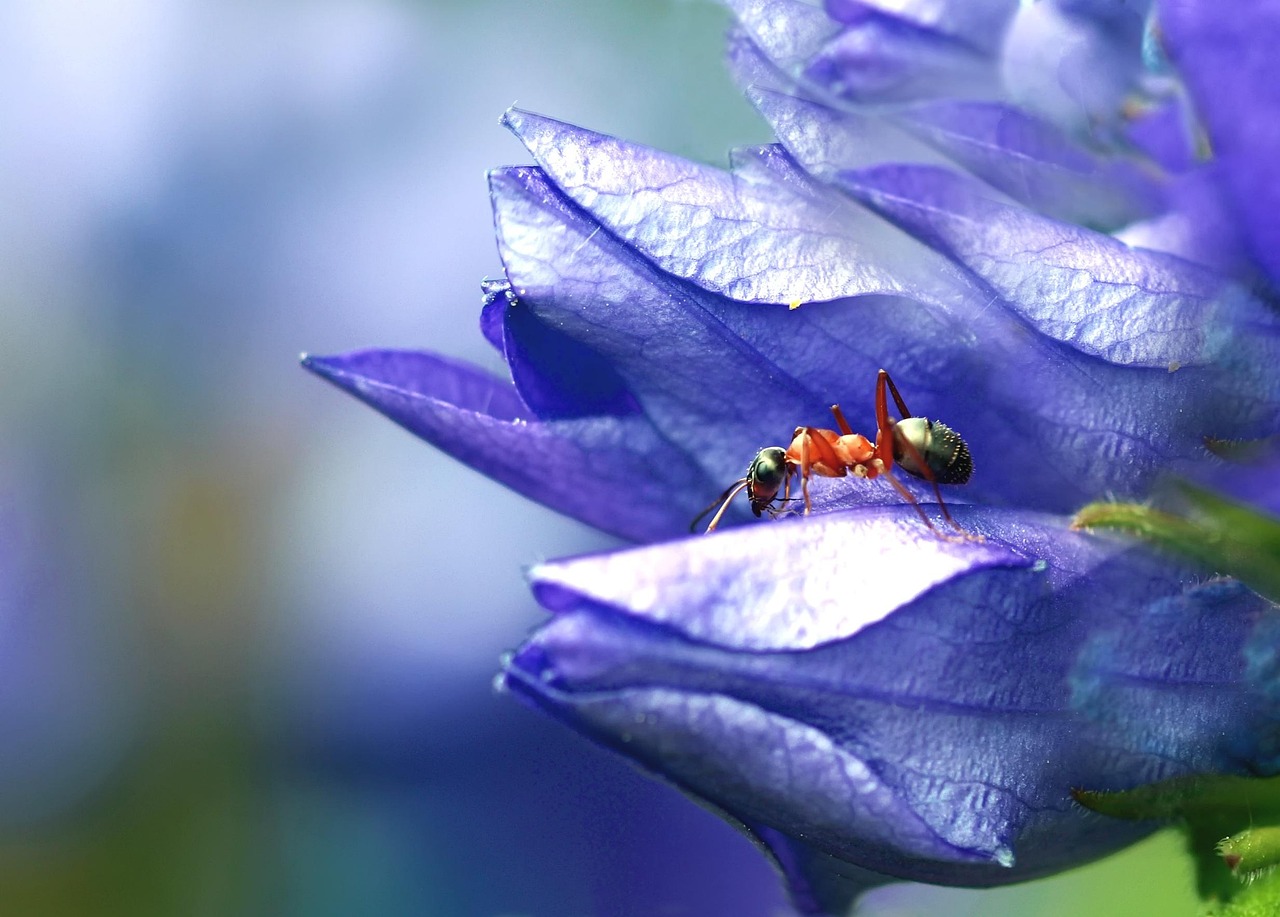 Ant In Purple Flower - Free photo on Pixabay
