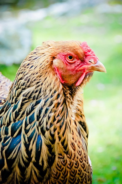 Domestic Chicken Hen Head - Free photo on Pixabay
