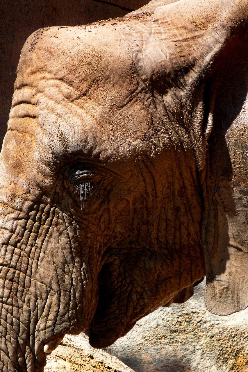 Elefante Animales - Foto gratis en Pixabay - Pixabay