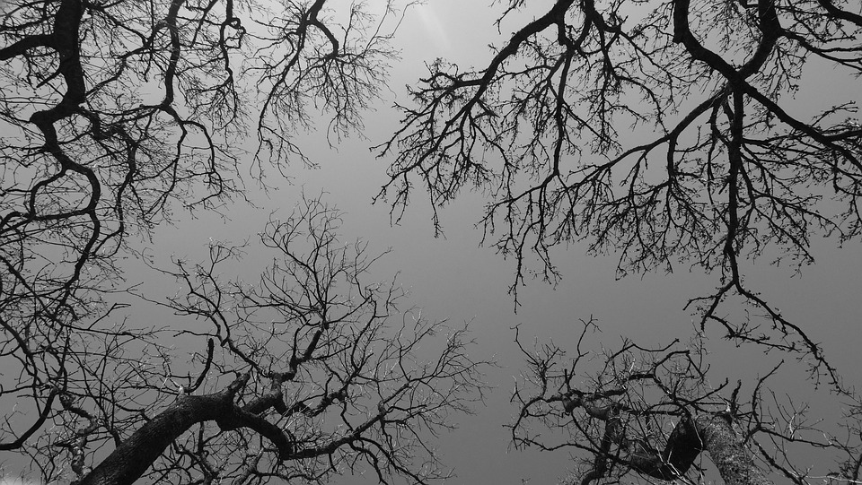 Trees Branches Sky · Free photo on Pixabay Trees Branches Sky · Free photo on Pixabay