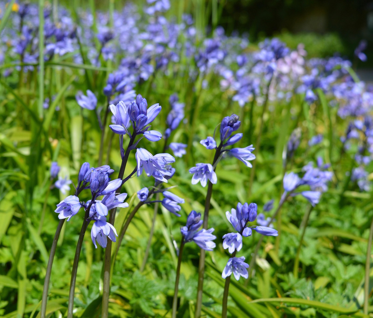 Jacinthe Des Bois Fleurs Le - Photo gratuite sur Pixabay - Pixabay