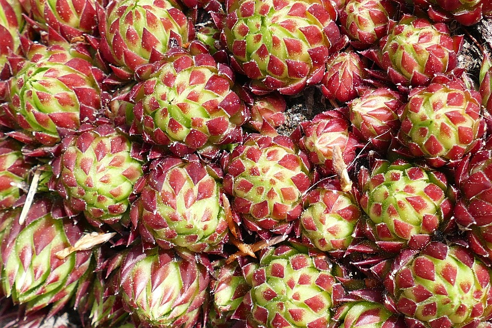 Cactus Macro Planta En La - Foto gratis en Pixabay - Pixabay