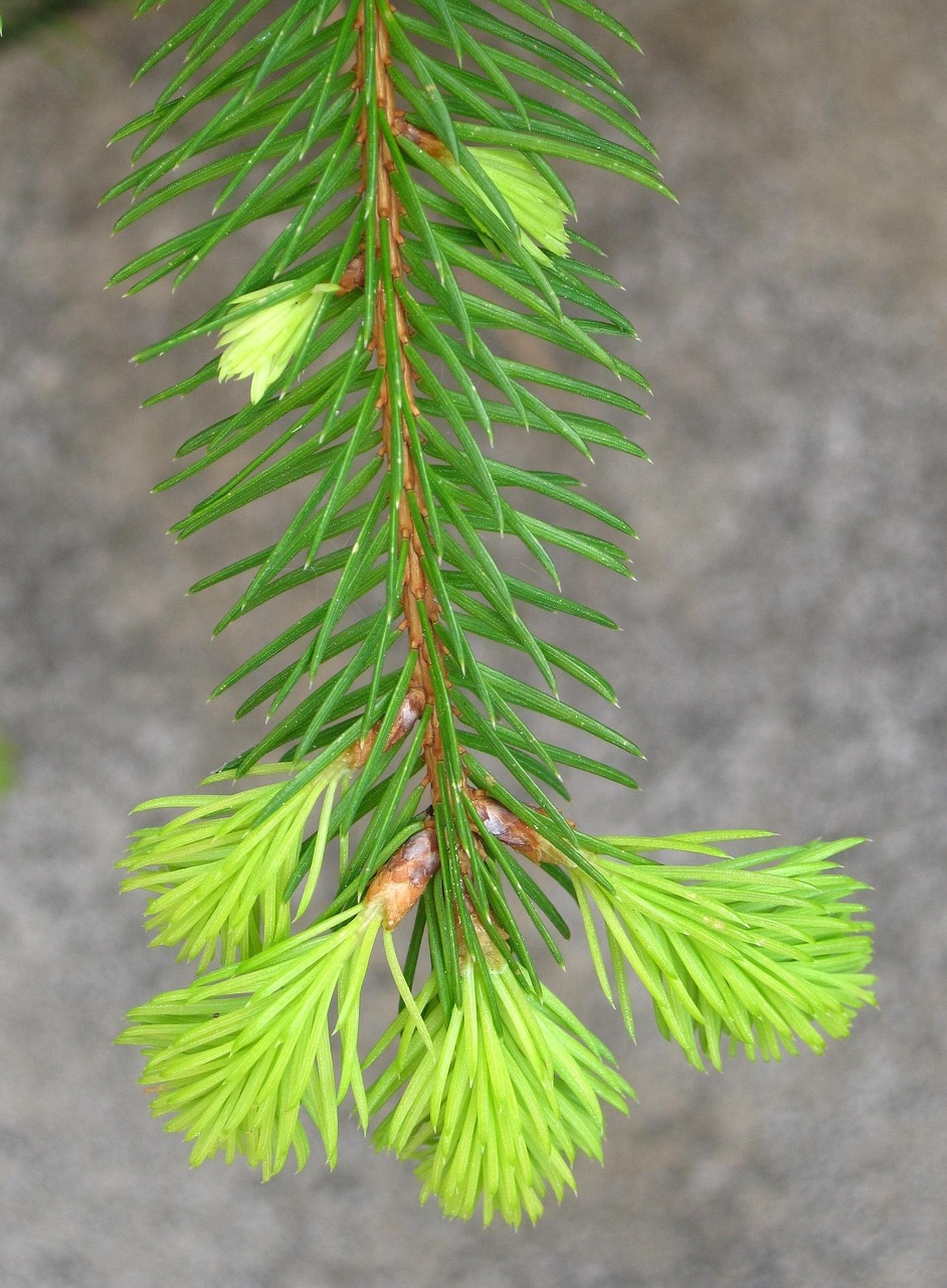 Young Fir Shoot Spring Tree - Free photo on Pixabay - Pixabay