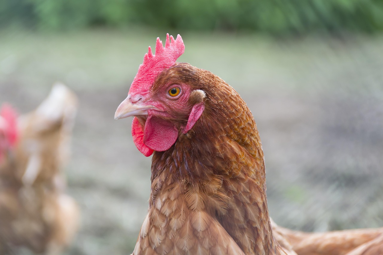 Ecological Hen Organic Nature - Free photo on Pixabay - Pixabay