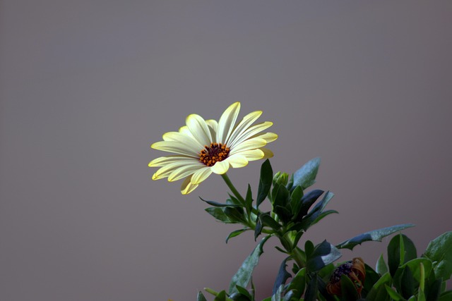 Blomma Flingor Aster - Gratis foto på Pixabay - Pixabay