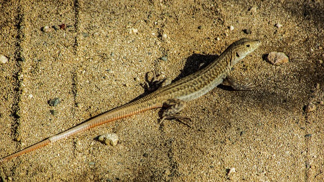 Acanthodactylus Schreiberi Lizard - Free photo on Pixabay - Pixabay