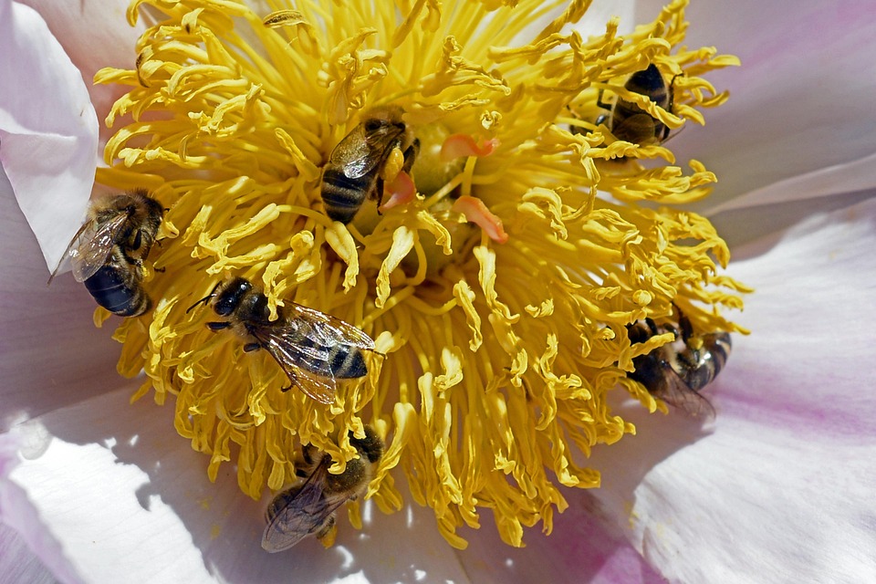 Bees Pollen Blossom - Free photo on Pixabay - Pixabay