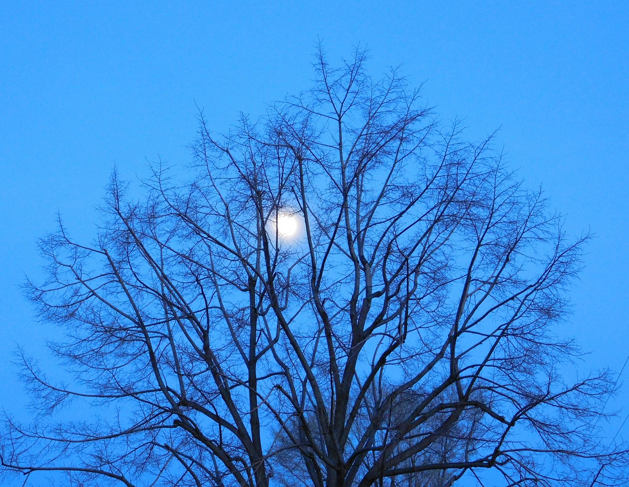 Blue Moon Tree - Free photo on Pixabay - Pixabay