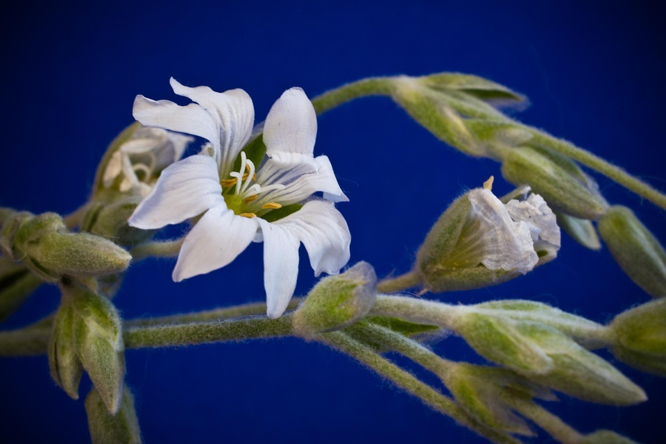 Cerastium Tomentosum Felty - Free photo on Pixabay - Pixabay
