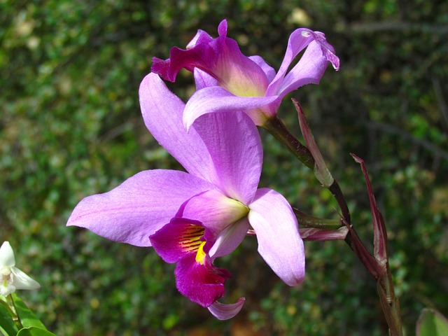 Anggrek Fuchsia Kelopak - Foto gratis di Pixabay - Pixabay