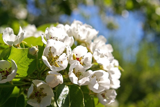 Spring Petals Tree - Free photo on Pixabay - Pixabay
