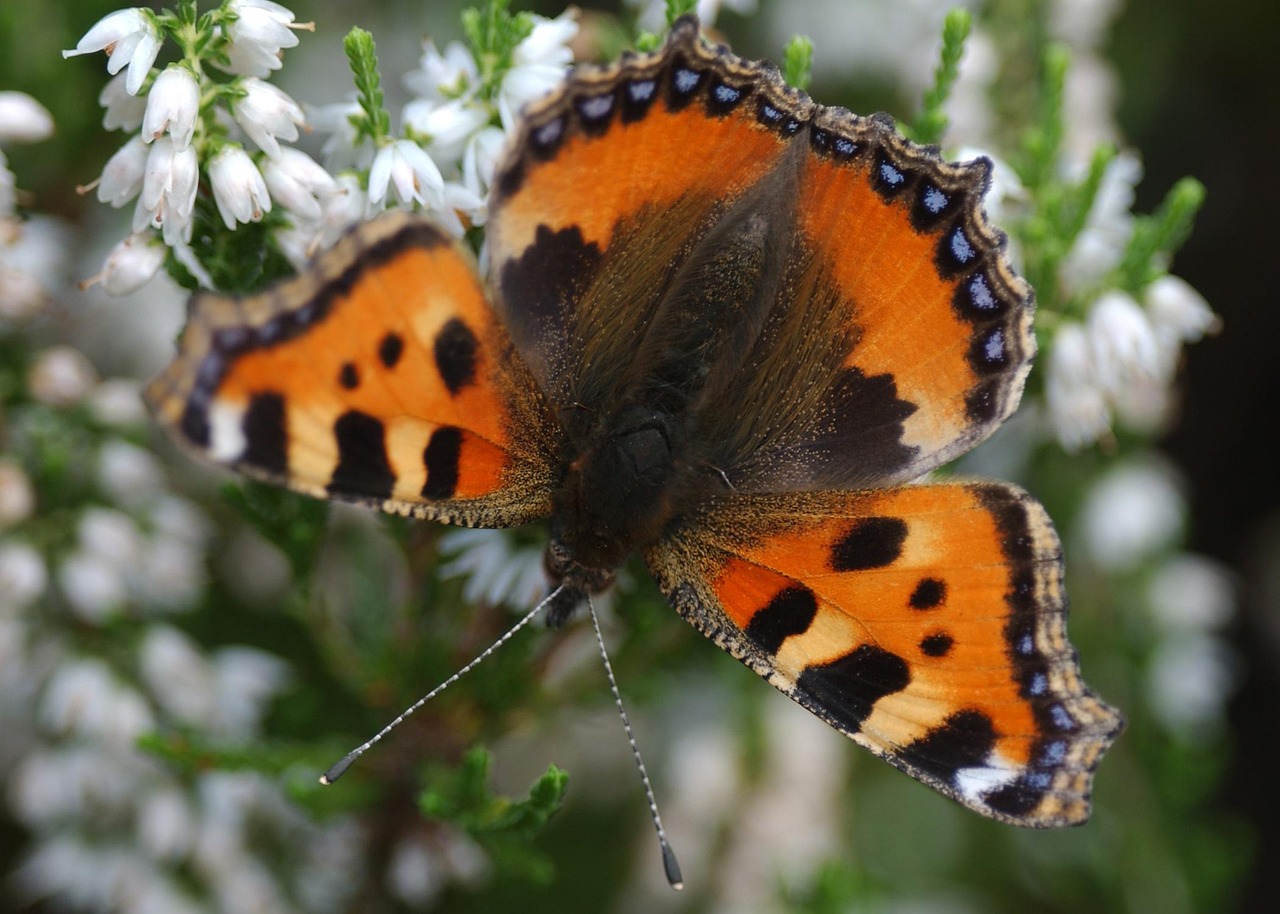 Papillon La Nature - Photo gratuite sur Pixabay