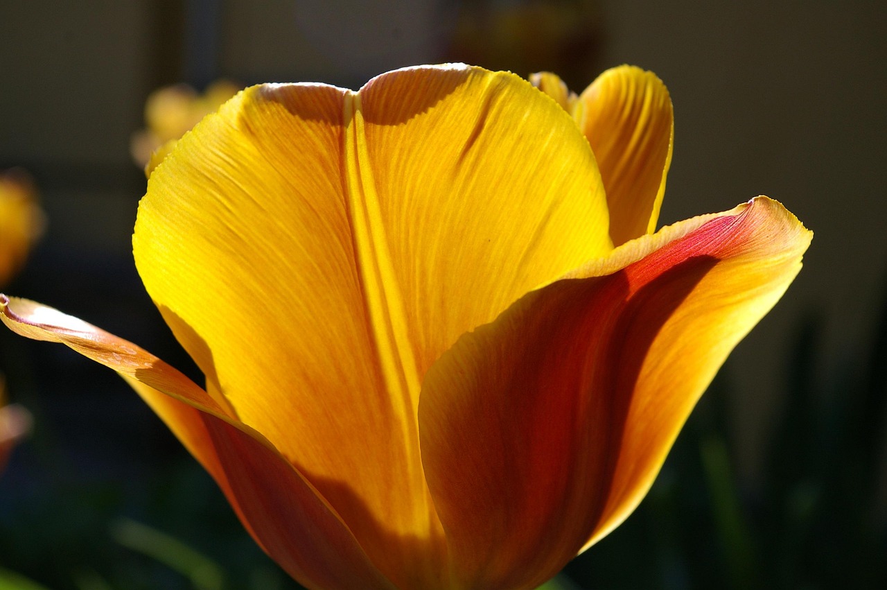 Tulipanes Tulipán Amarillo - Foto gratis en Pixabay - Pixabay