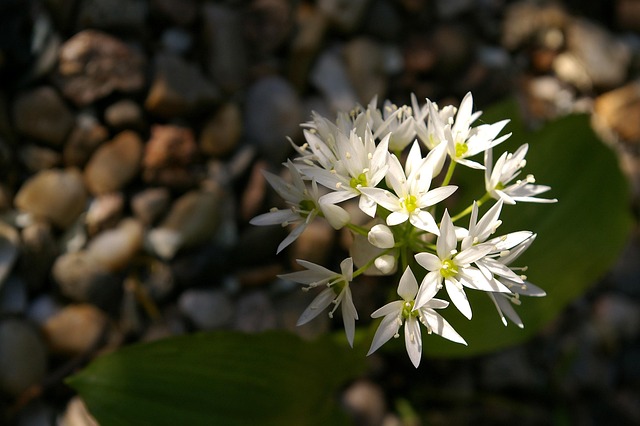 Wild Garlic Herbs Bloom - Free photo on Pixabay - Pixabay