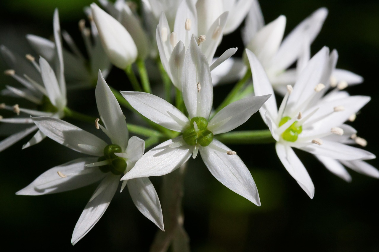 Wild Garlic Allium Ursinum - Free photo on Pixabay