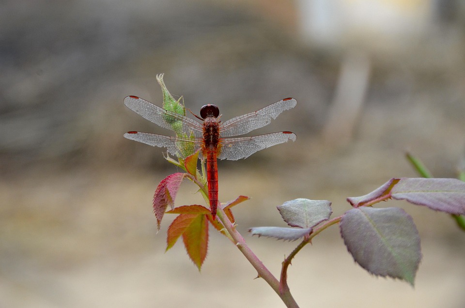 Dragon Fly Nature Rose Bud Brown - Free photo on Pixabay
