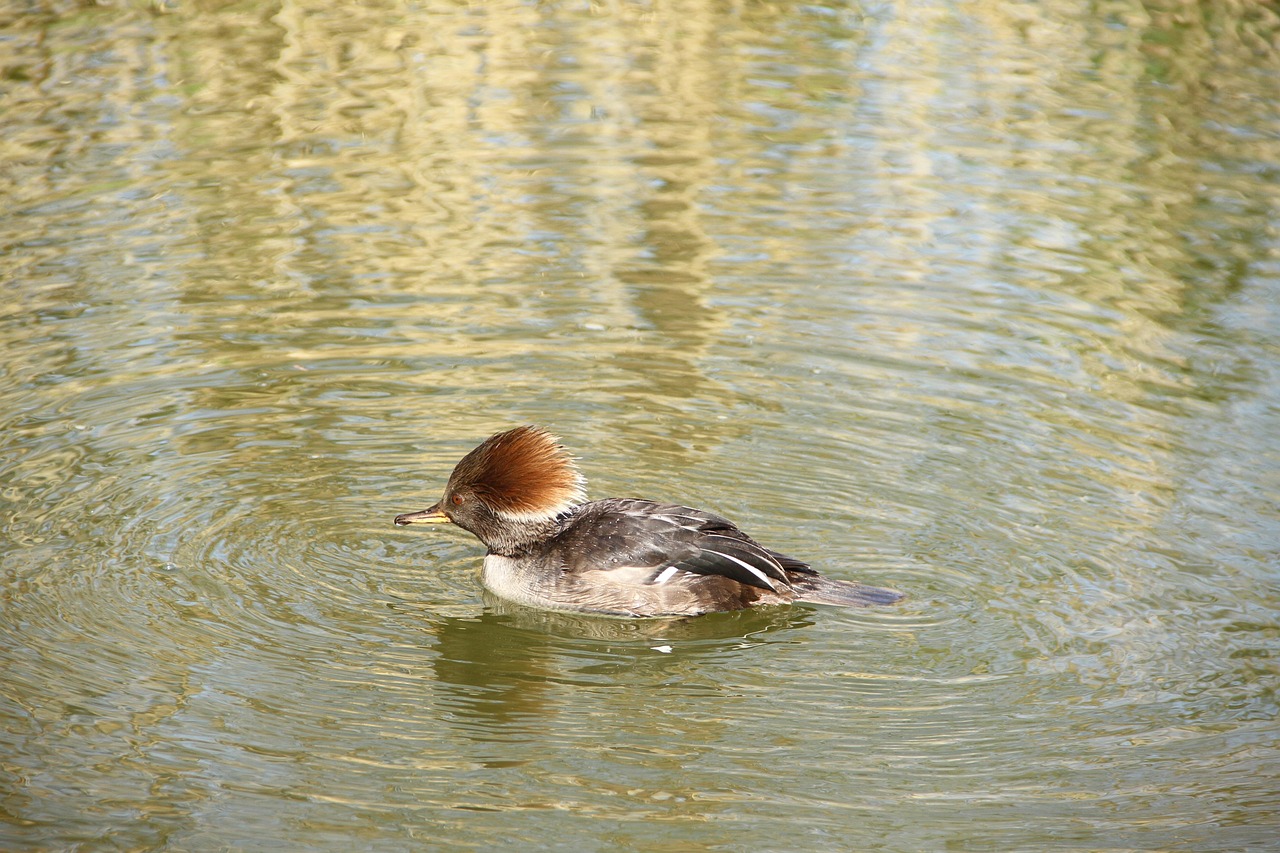 Pato Agua Animal - Foto gratis en Pixabay - Pixabay