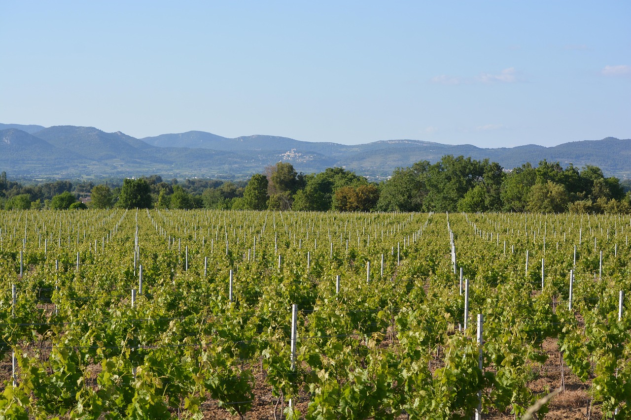 Vineyard Landscape Dentelles De - Free photo on Pixabay - Pixabay