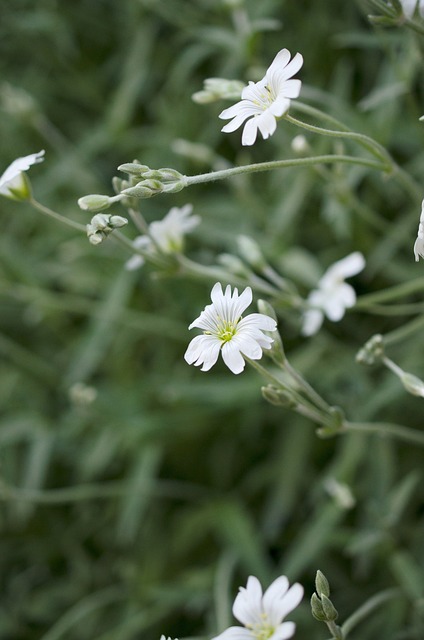 Fleur Blanche Jardin - Photo gratuite sur Pixabay - Pixabay