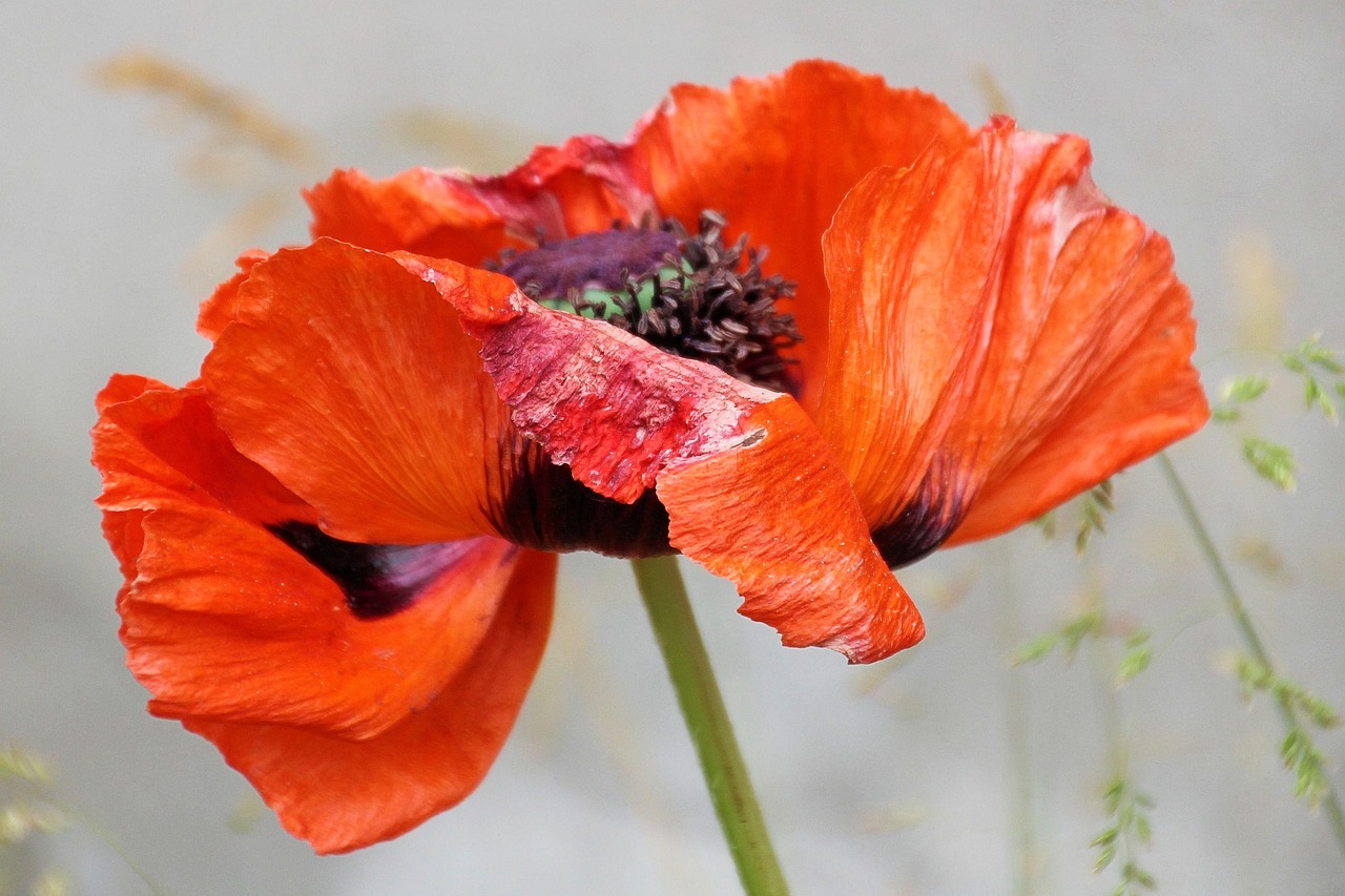 Meer dan 3.000 gratis afbeeldingen van Klaproos en Papaver - Pixabay