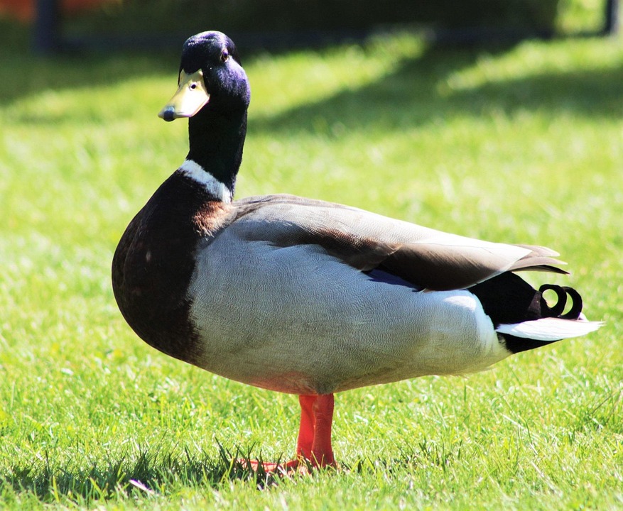 Pato Selvagem Bico Pássaro - Foto gratuita no Pixabay - Pixabay