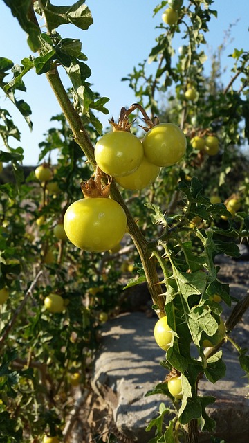 Planta Fruta Agricultura Frutas E - Foto gratuita no Pixabay - Pixabay
