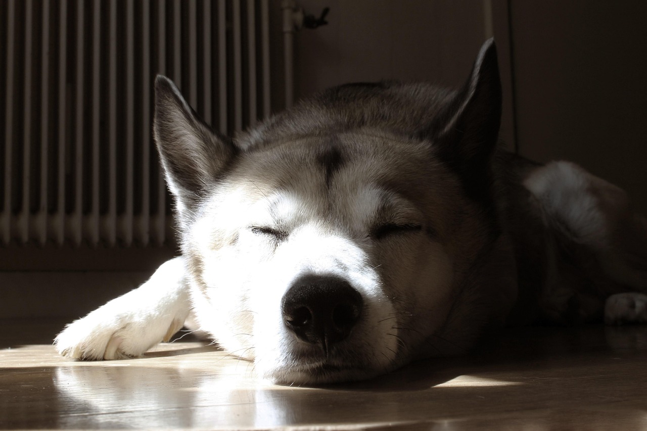 Hund Haus Nos - Kostenloses Foto auf Pixabay - Pixabay