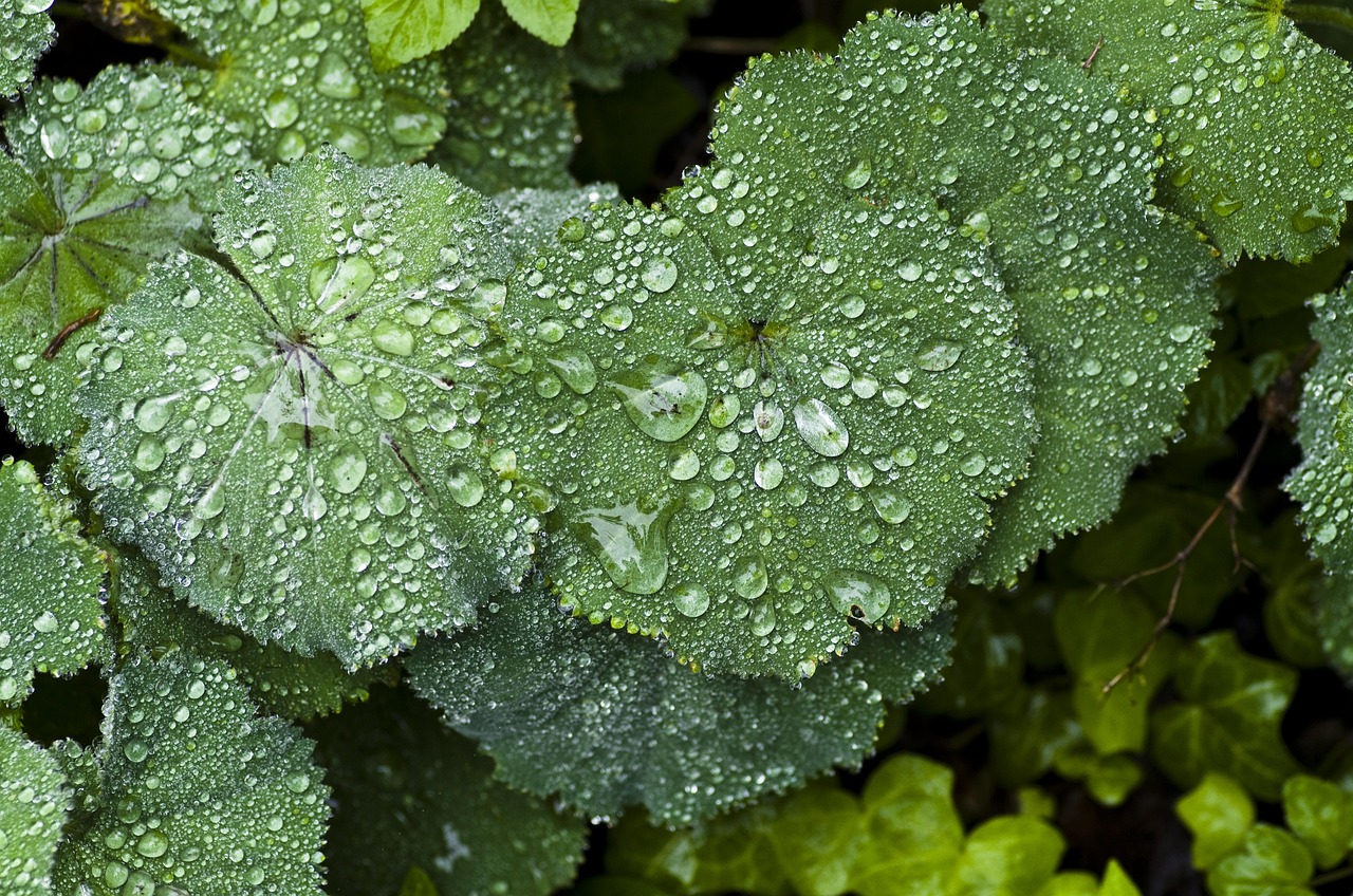 Planta Perene Frauenmantel Chuva - Foto gratuita no Pixabay - Pixabay