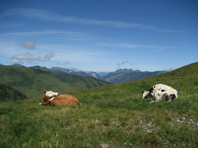 Aumônier Vaches Vache - Photo gratuite sur Pixabay - Pixabay