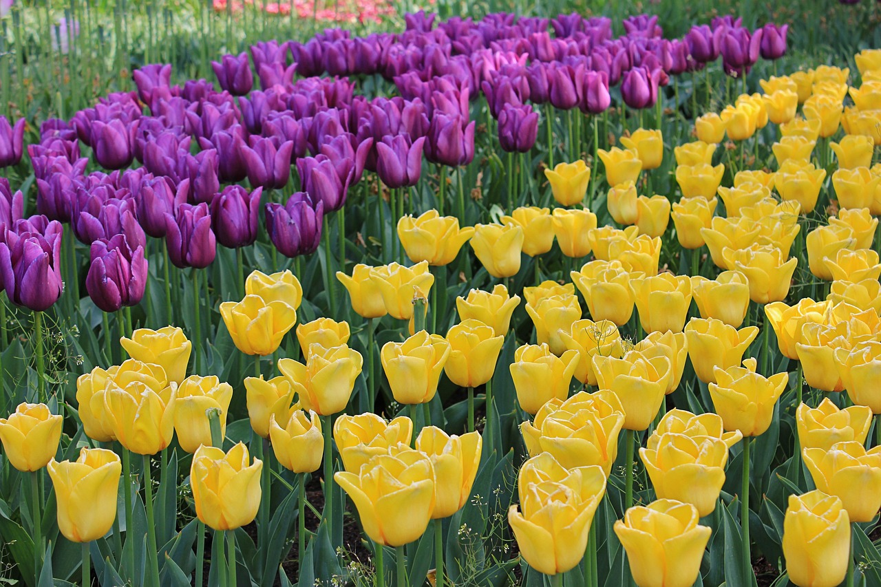 Tulipanes Primavera Flores - Foto gratis en Pixabay - Pixabay